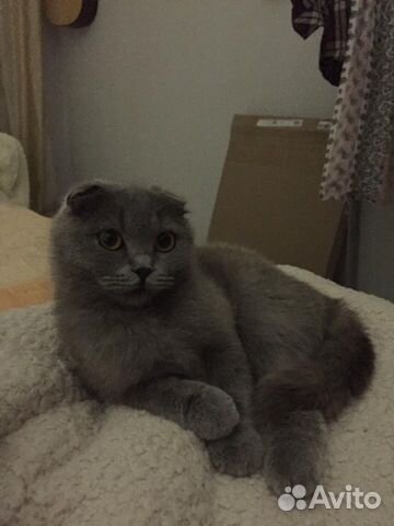 Продаётся британская вислоухая кошка