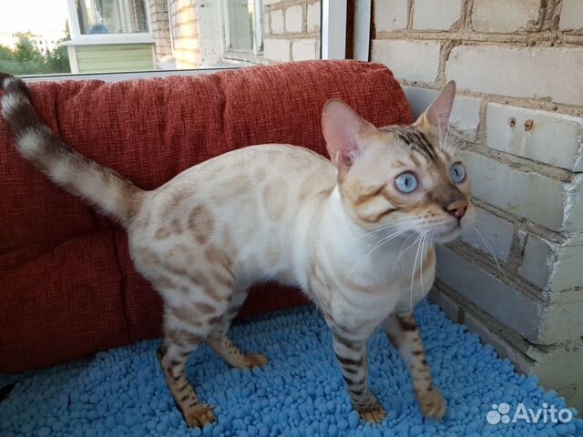 Вязка с очень красивым бенгальским котиком