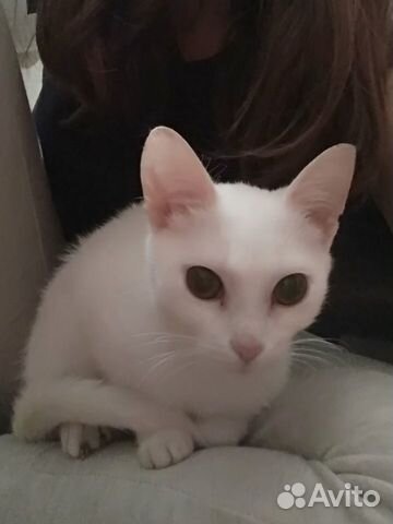 Котёнок девочка