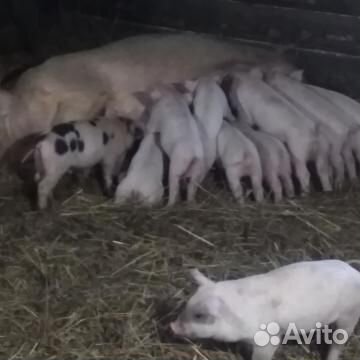 Поросята/куры