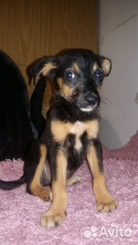 Ищу хозяина