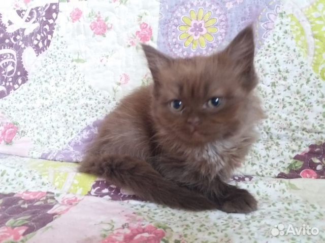 Шотландские котята
