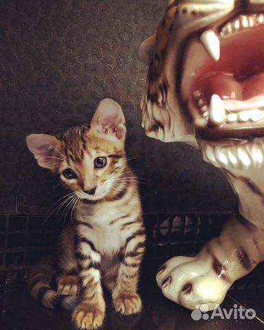 Котята Тойгеры