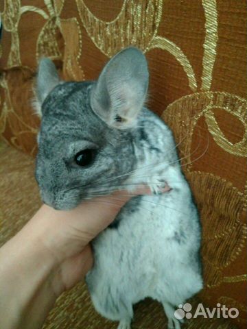 Шиншилла