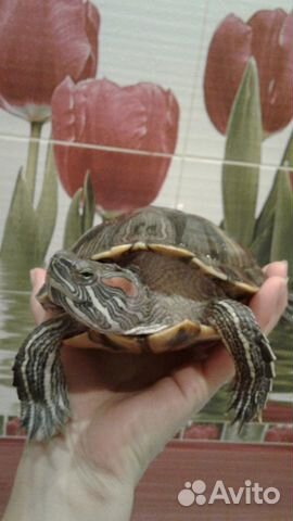 Отдам красноухую черепашку