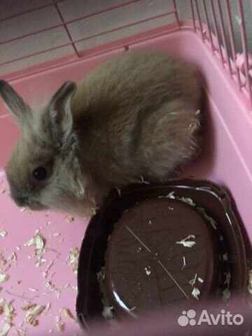 Продам декоративного кролика