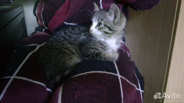 Полосатая, пушистая, спасенная с улицы малышка