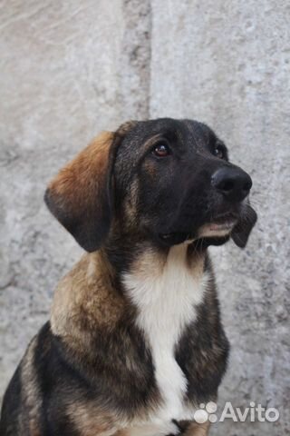 Крупный и весьма спокойный и воспитанный щенок