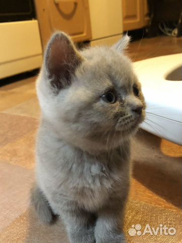 Британская кошечка