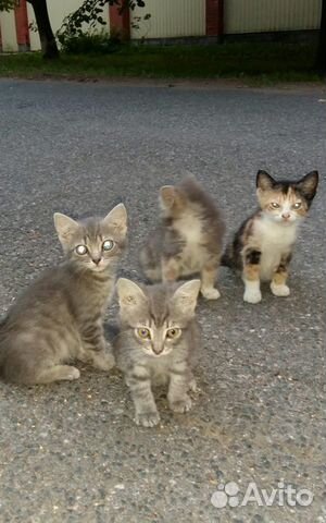Котята