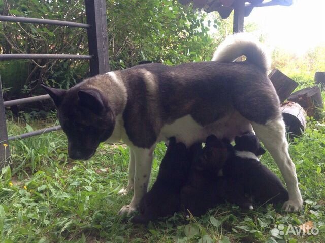 Щенки американской акиты и волкособа