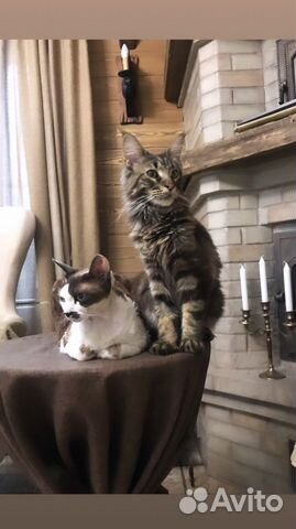 Отдадим Мейн-куна в заботливые руки