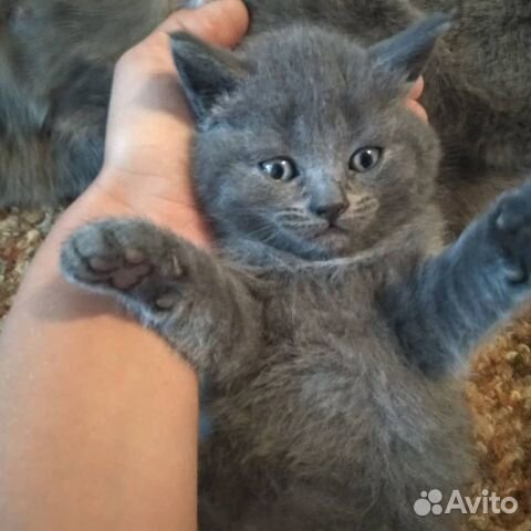 Продам шотландских котят