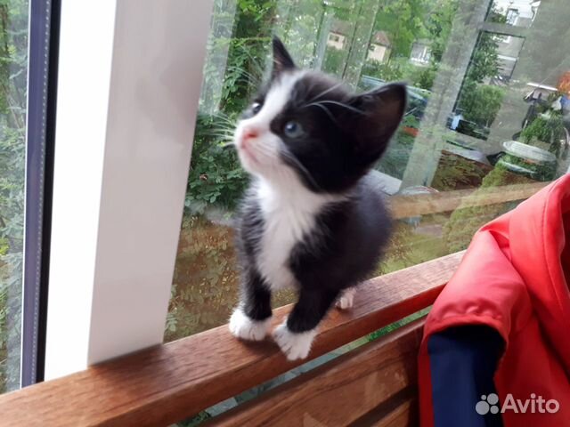 Красивый черно-белый котенок от домашней кошки