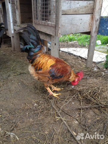 Кур и петухов
