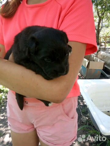 Отдадим щенка в хорошие руки поместить Немецкиой о