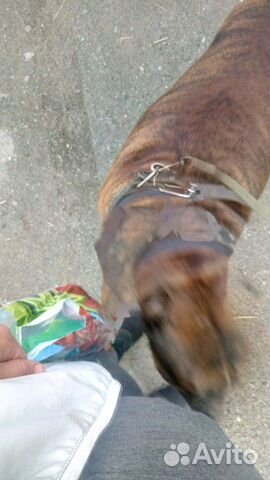 Американский пит