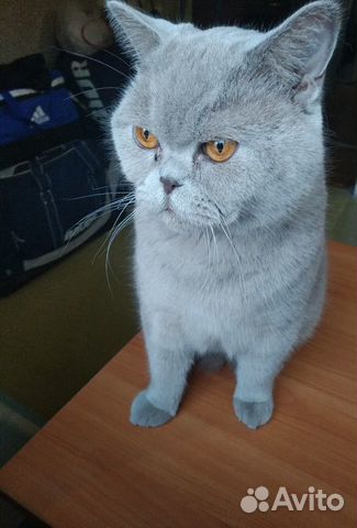 Котик британец в добрые руки в спб