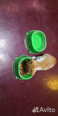 Морские свинки