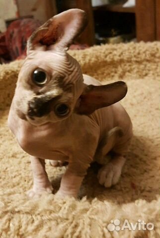 Девочки эльфики