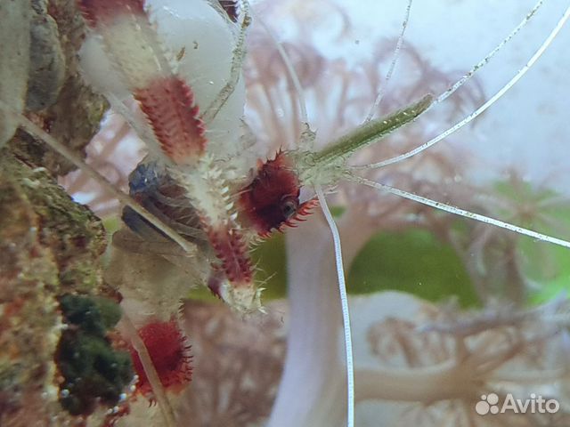 Креветка-боксер