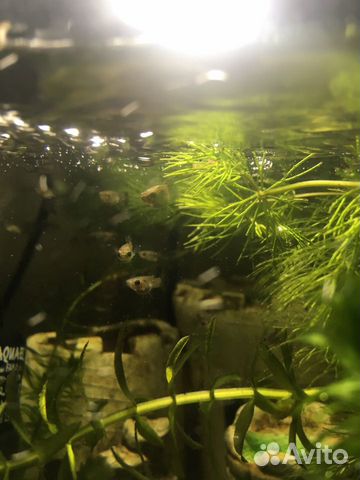 Рыбки гуппи