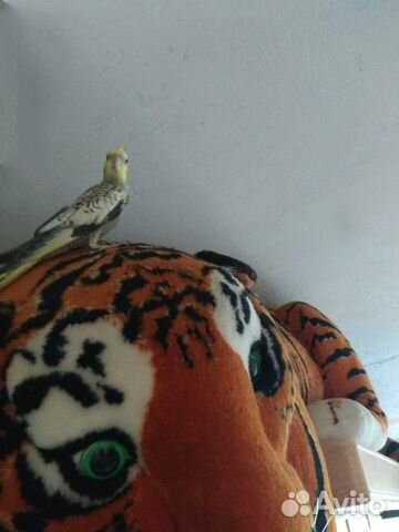 Продам попугая