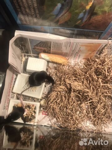 Мышь кормовая