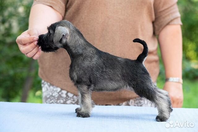 Девочка-перчик