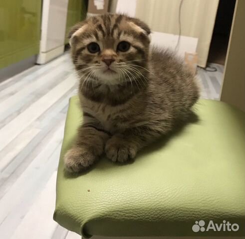 Продам вислоухого шотландского котика