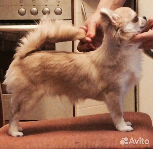 Отдам чихуахуа