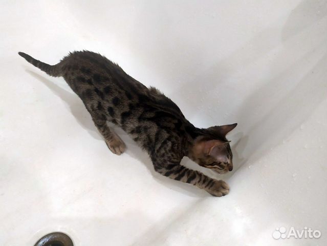 Котенок Саванна (мальчик 3 месяца)