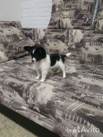 Мальчик Папийона