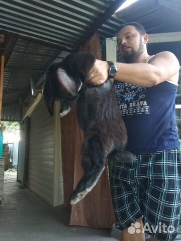 Продаётся кролик, самец, на племя