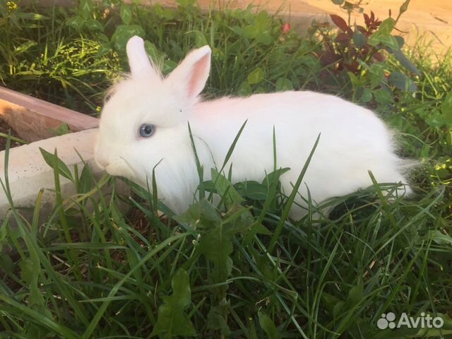 Львиноголовый кролик