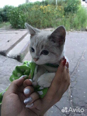 Найдена кошка. Отдам в хорошие руки