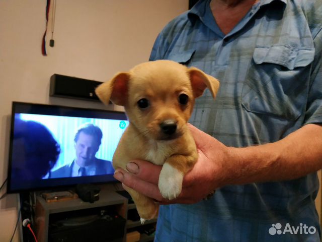 Щенок (помесь карликового пинчера)