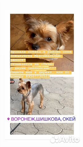 Йоркширский терьер