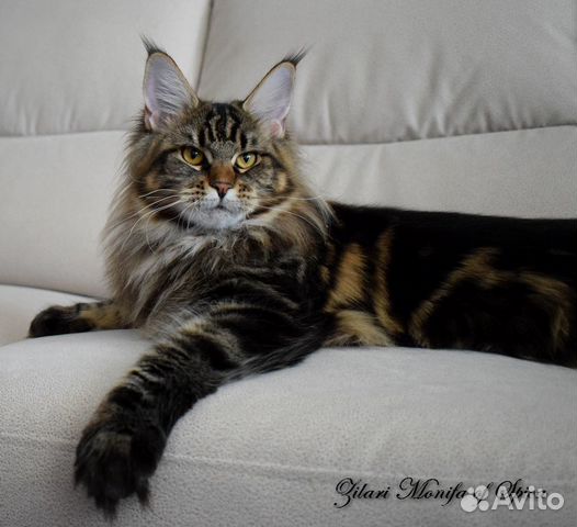 Девочка-мейн-кун в эффектном окрасе