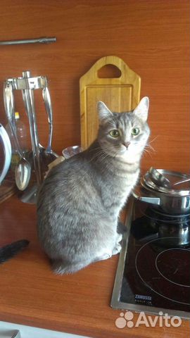 Кошка ищет дом