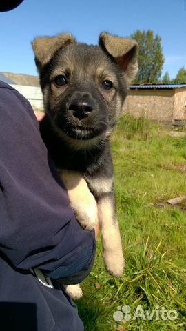 Щенулька Лиза