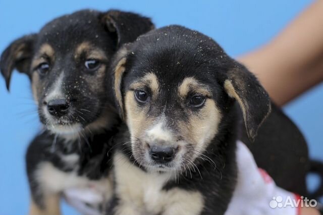 Щенки ждут своего спасения на живодерни