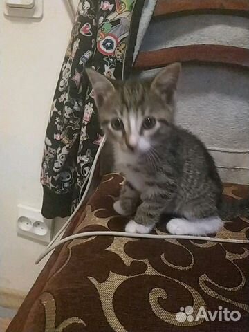 Катёнок ищит семью