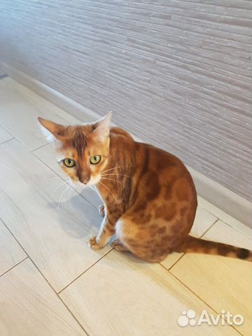 Кошечка бенгальская