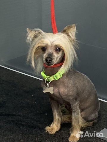 Кхс сука в дар