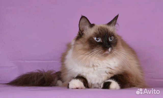 Породистая девочка в хорошие руки