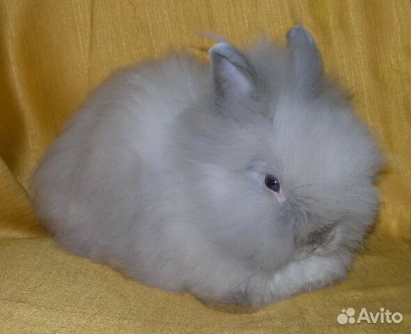 Настоящие карликовые кролики из питомника