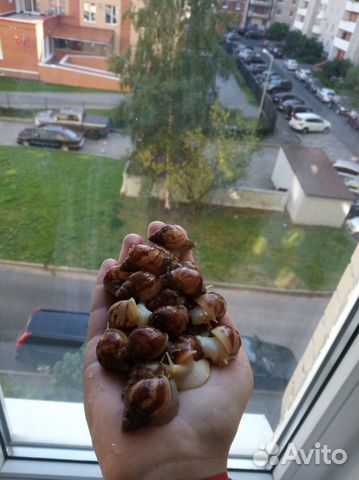 Улитки ахатины
