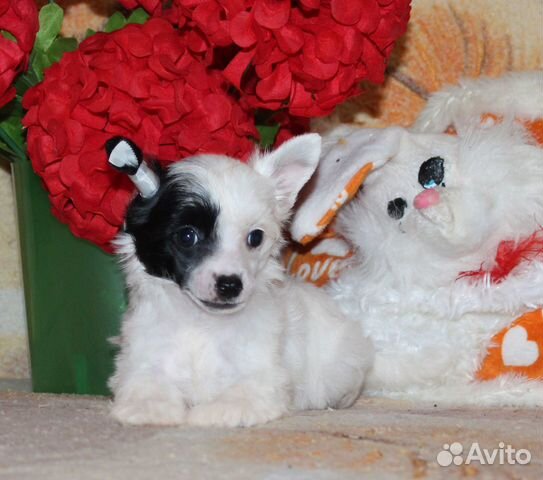 Пуховые девочки яркие красотки