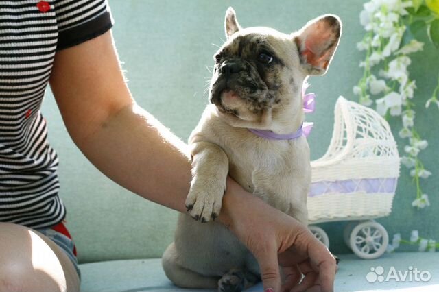 Красотка француженка